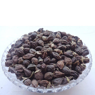 Sapistan - Cordia dichotoma - 100g for Respiratory & Digestive Health ...