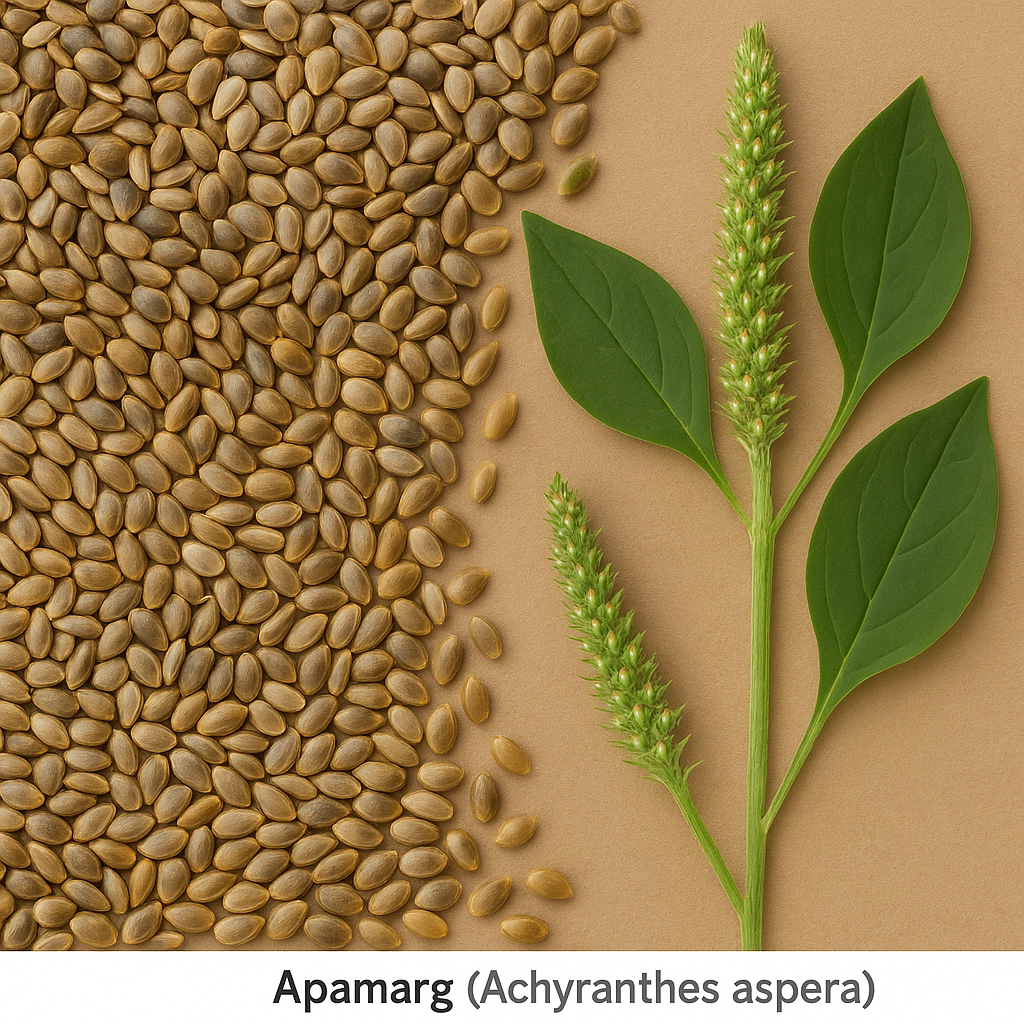 Apamarg Seeds Panchang (Latjira / Chirchita / Latjeera) – The Herbal ...
